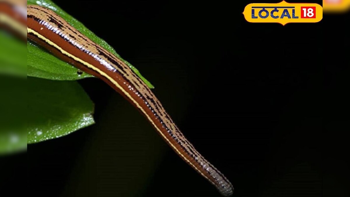 The brain of this creature is divided into 32 parts...there are 10 eyes on the face and 100 ...