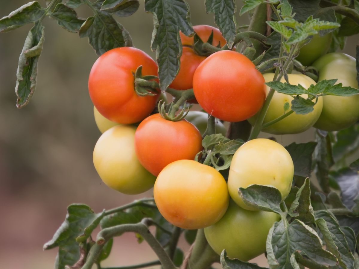 పెరట్లో టమాటాలు.. ఈ చిట్కాలతో భారీగా కాస్తాయి | how to grow tomato ...