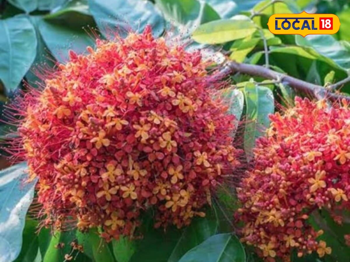 ఈ చెట్టుంటే మన ఇంట్లో మెడికల్ షాప్ ఉన్నట్లే.. అన్ని రోగాలకు మందు ...