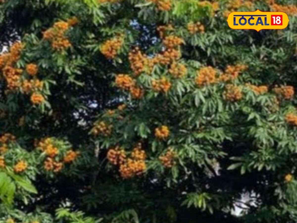 ఈ చెట్టుంటే మన ఇంట్లో మెడికల్ షాప్ ఉన్నట్లే.. అన్ని రోగాలకు మందు ...