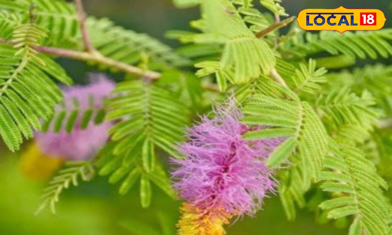 ఈ చెట్టు ఆకులతో.. శని దోశం పోయినట్లే.. If the leaves of that tree are ...