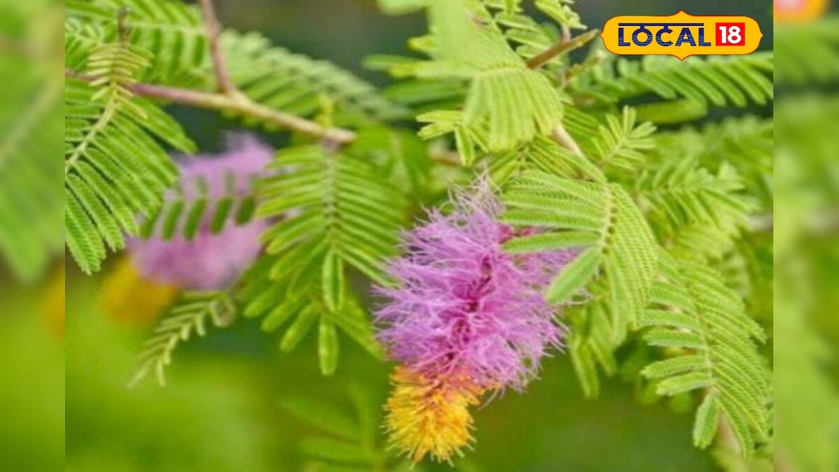 ఈ చెట్టు ఆకులతో.. శని దోశం పోయినట్లే.. If the leaves of that tree are ...