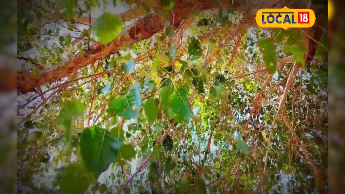 రావి, వేప చెట్టుకు పూజలు చేస్తే... వచ్చే సత్ఫలితాలివే..Nandikotkur ...