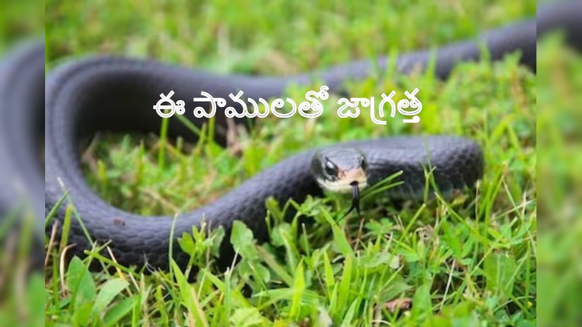 ప్రపంచంలోనే వేగవంతమైన ఆరు పాములు.. ఇవి చాలా డేంజరస్ గురూ..! | 6 Fastest ...