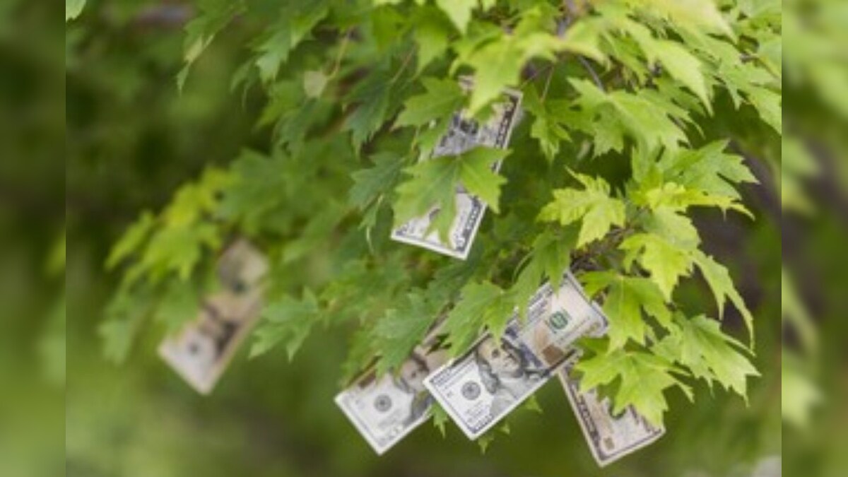 Viral Video : ఈ చెట్టుకు డబ్బులు కాస్తున్నాయి... తీసుకున్నోళ్లకు ...