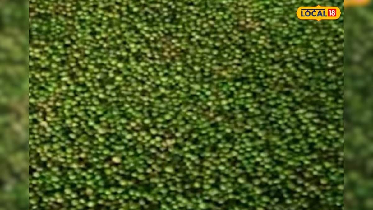 గ్రీన్ బటానీ తయారీ ఇంత స్పెషలా! | green batani making process – News18 ...