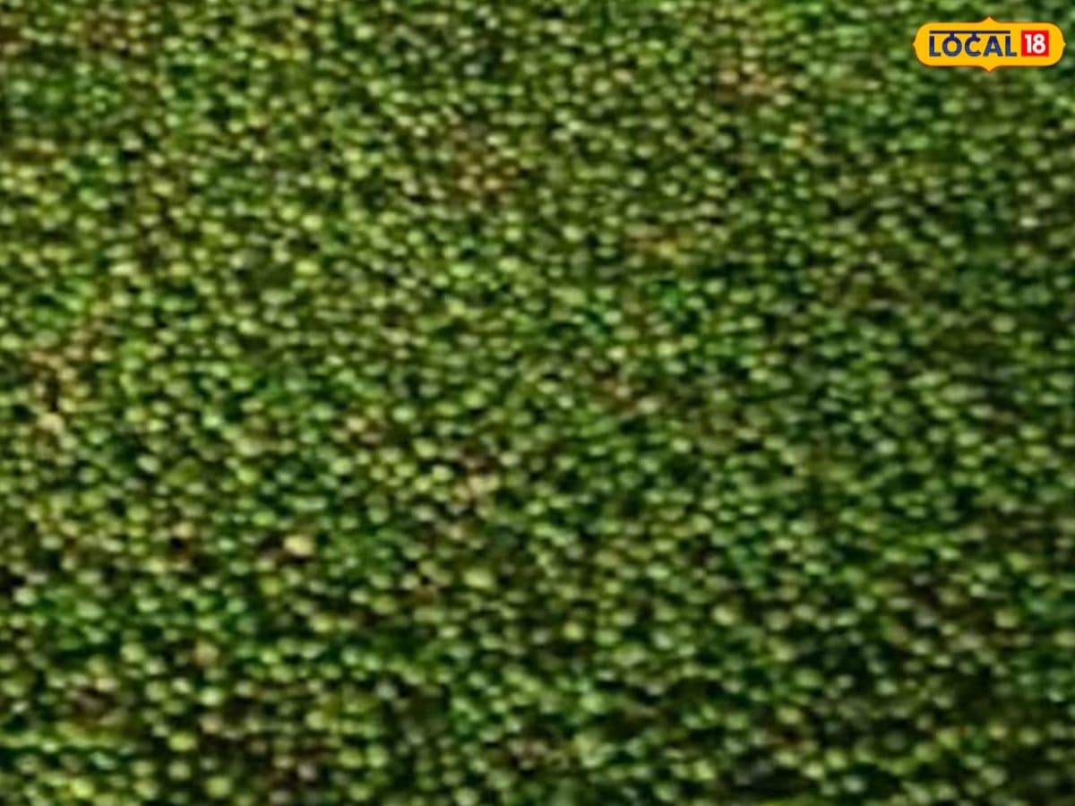 గ్రీన్ బటానీ తయారీ ఇంత స్పెషలా! | green batani making process | తెలంగాణ ...