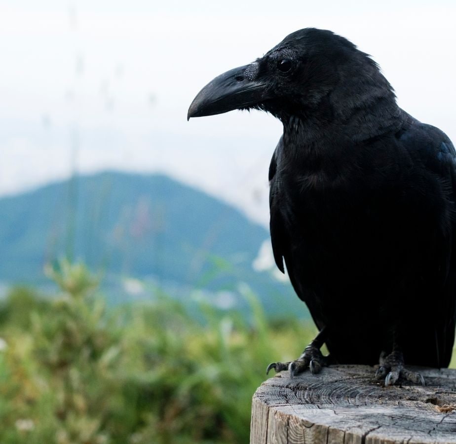 Crow Astrology : కాకి మీ తలను తాకితే ఏమవుతుందో తెలుసా.. What happens if ...