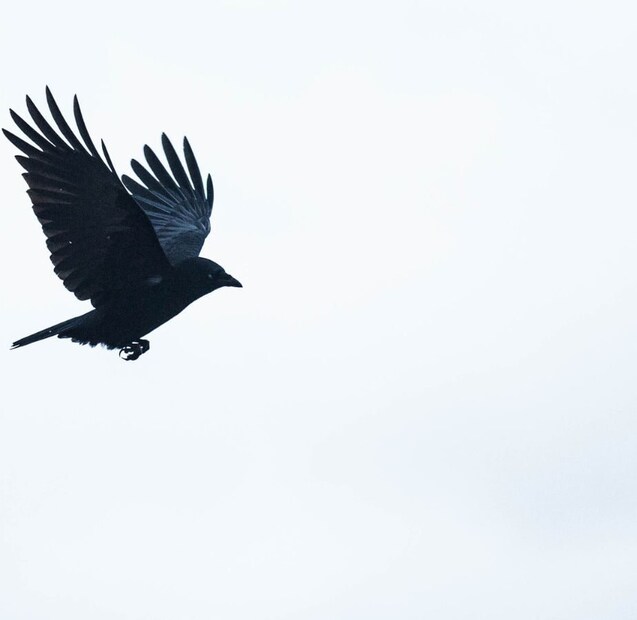 Crow Astrology : కాకి మీ తలను తాకితే ఏమవుతుందో తెలుసా.. What happens if ...