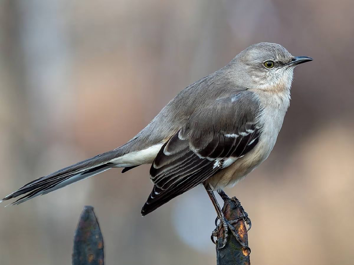 Fearless Birds : ఈ పక్షులకి భయమన్నదే తెలియదు.. ప్రమాదకరమైన జంతువులను ...
