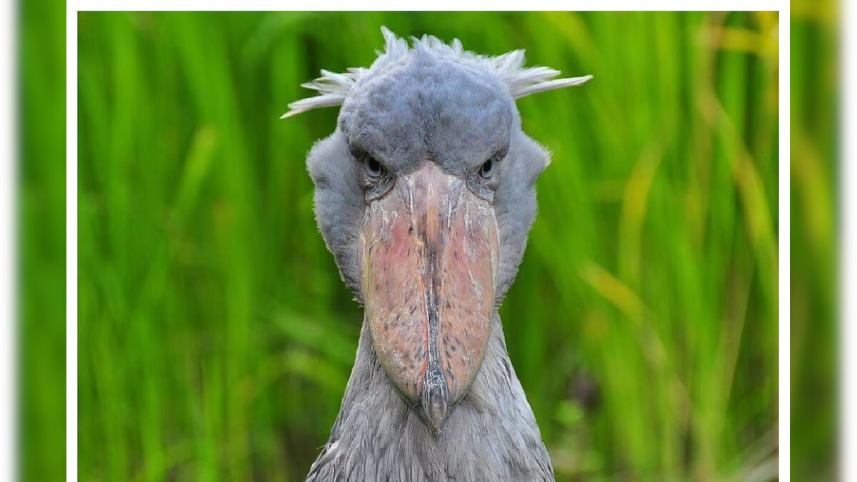 Fearless Birds : ఈ పక్షులకి భయమన్నదే తెలియదు.. ప్రమాదకరమైన జంతువులను ...