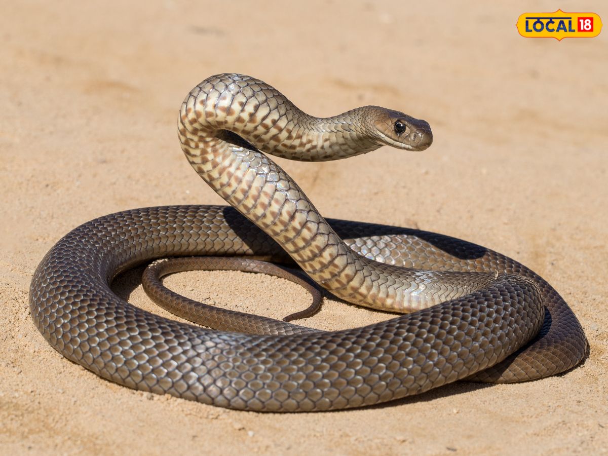 పాములను కాపాడేందుకు సంస్థ.. స్నేక్ స్పీక్ ఇలా.. Snake Speak is an ...