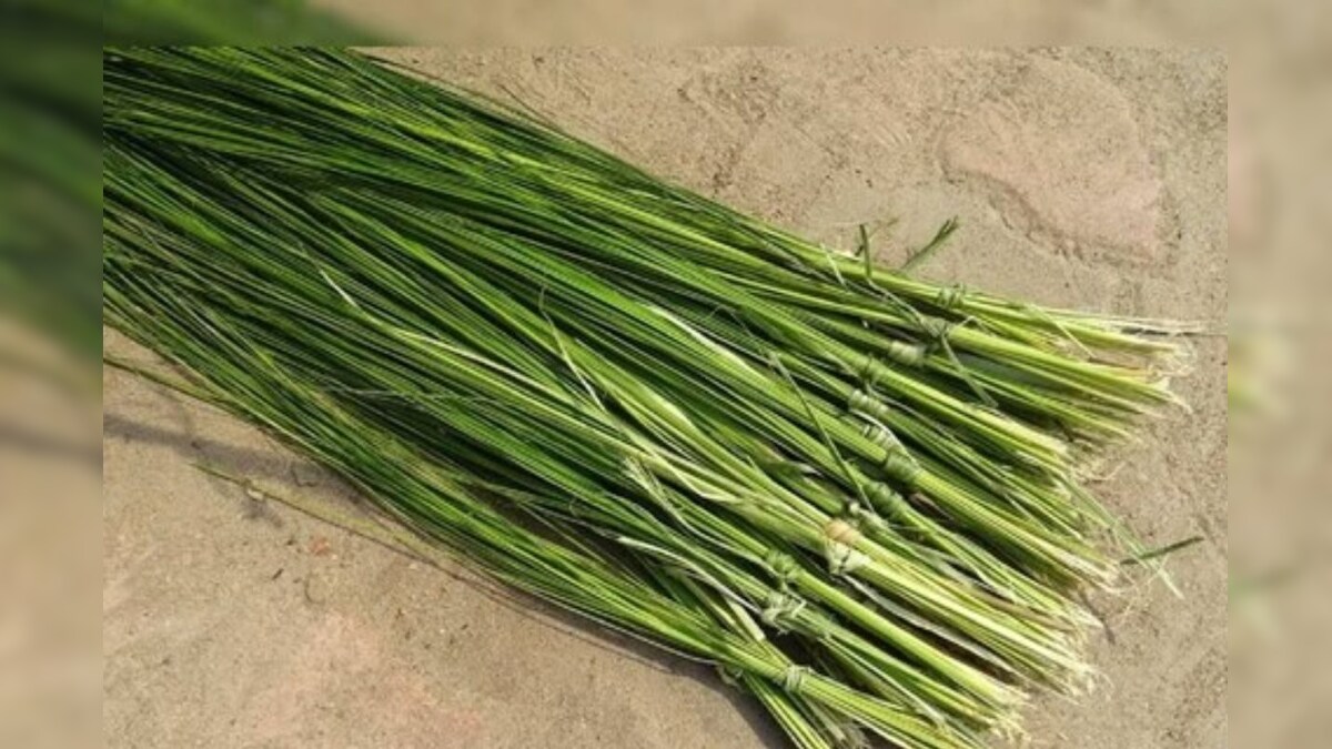 హిందూ ఆచారాల్లో ఈ గడ్డి అత్యంత పవిత్రం..ఇది లేకుంటే పూజలు చేయరు..| Why ...