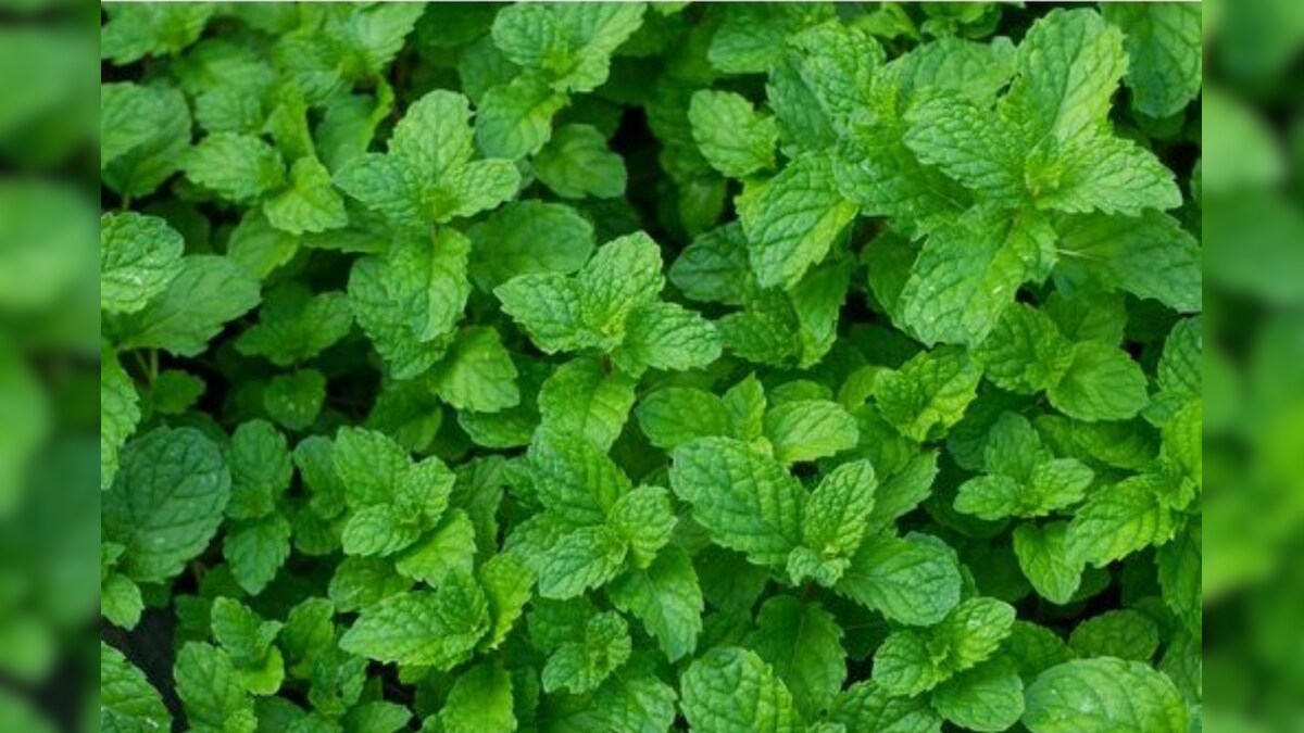 health benefits of mint leaves and side effects must know sb | Pudina ...