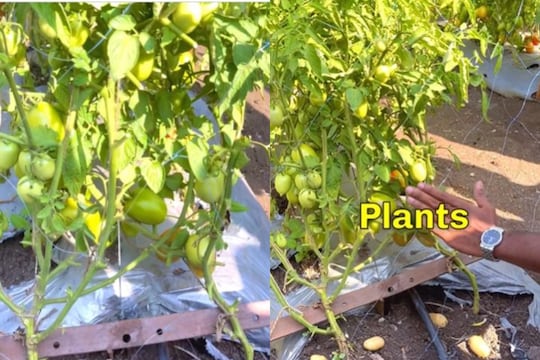 ఒకే మొక్కకు బంగాళదుంపలు, టమాటాలు.. రైతుల ఆదాయం డబుల్! | A video related ...