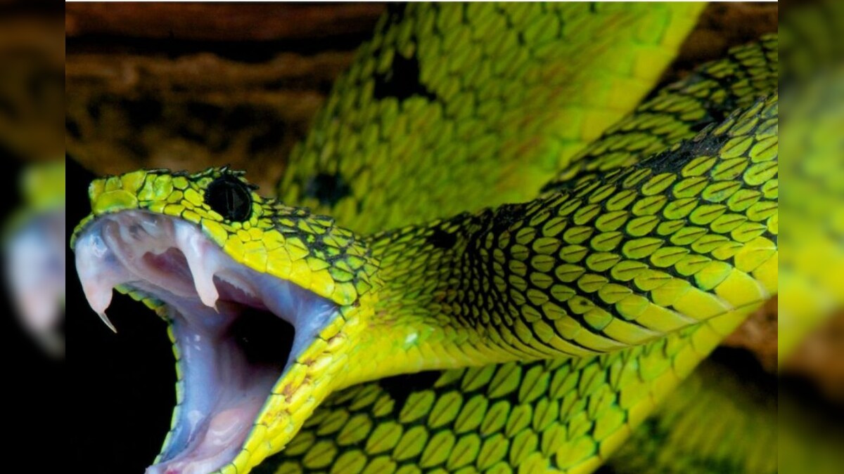 snake island deadliest place on earth infested with very dangerous ...