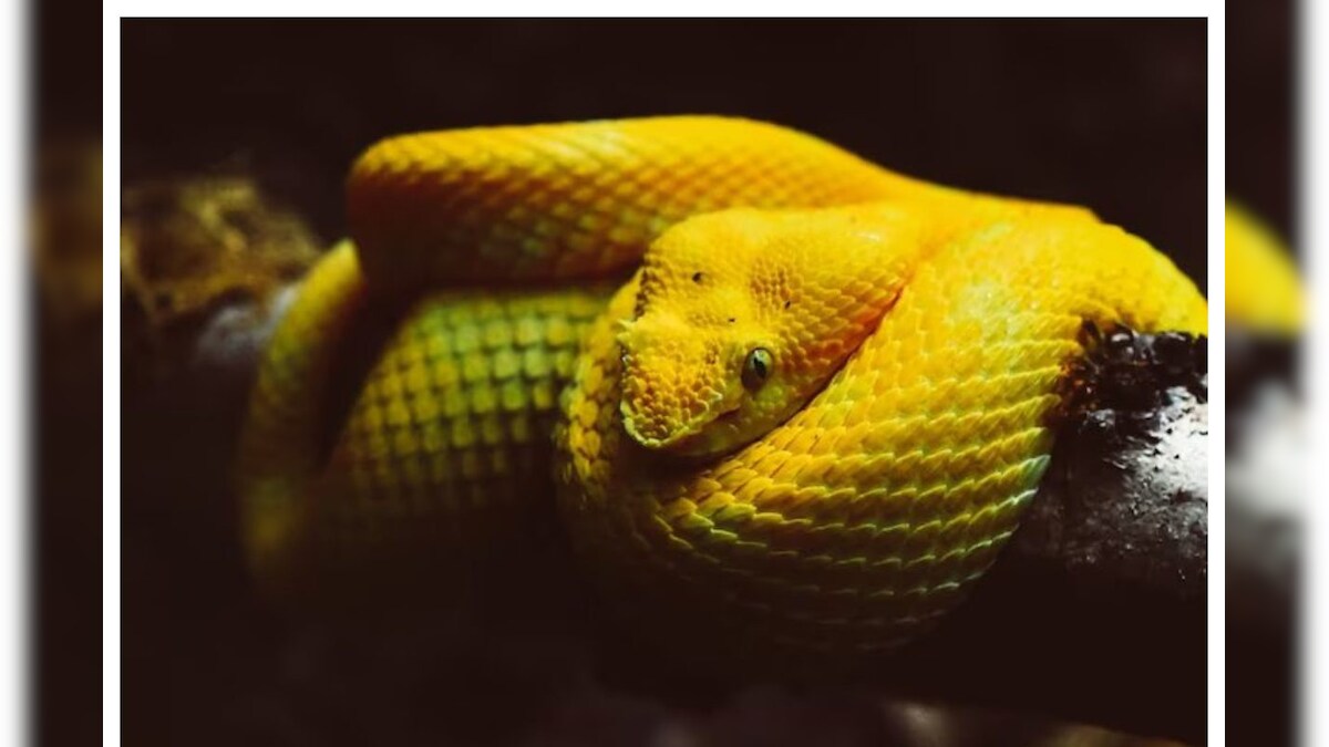 which smells repel snakes which object smell keep away snakes know the ...