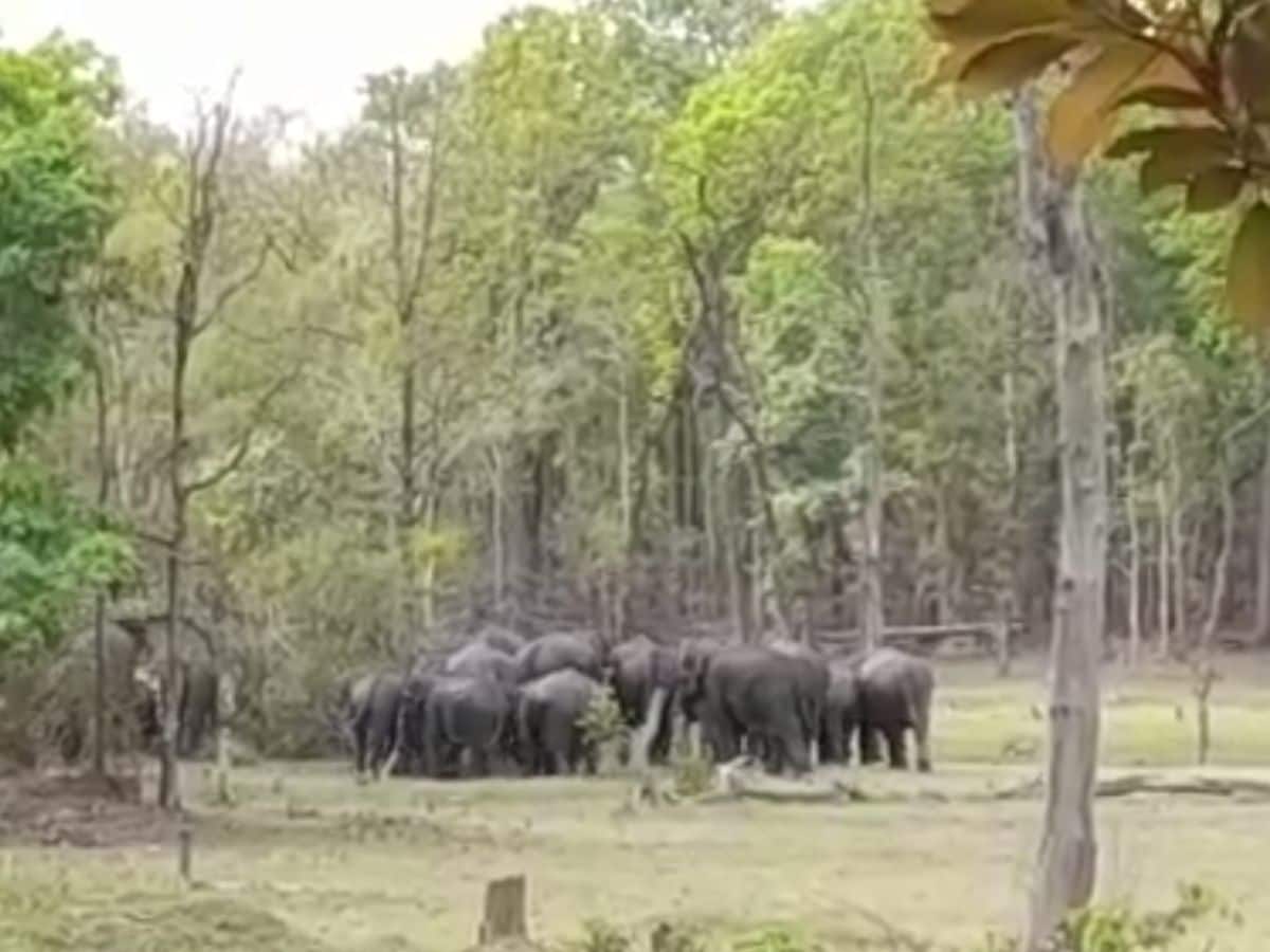 వామ్మో.. తిరగబడిన ఏనుగులు.. పారిపోయి చెట్లెక్కిన అటవీ అధికారులు ...