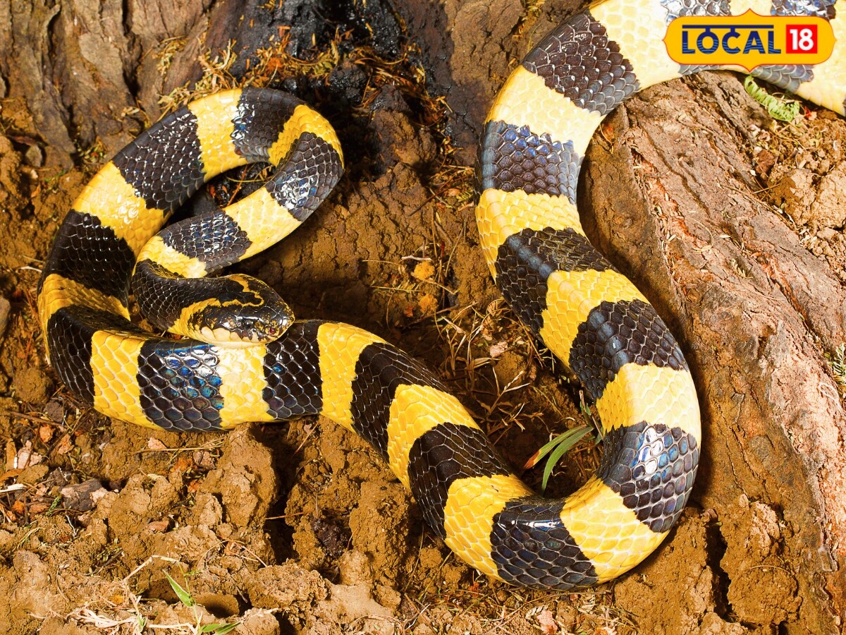 Indian Krait : ఇదో సైలెంట్ కిల్లర్.. నొప్పి తెలీదు.. కానీ కాటు వేస్తే ...