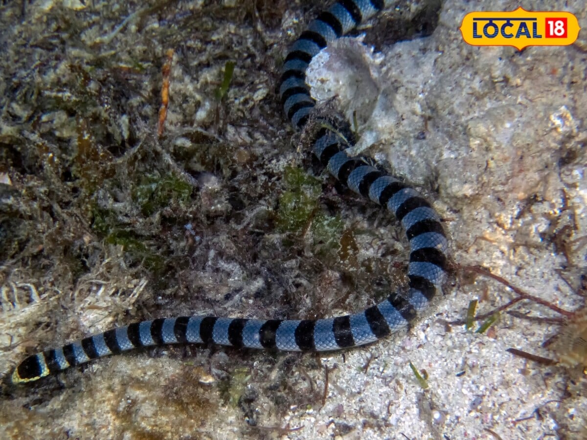 Indian Krait : ఇదో సైలెంట్ కిల్లర్.. నొప్పి తెలీదు.. కానీ కాటు వేస్తే ...