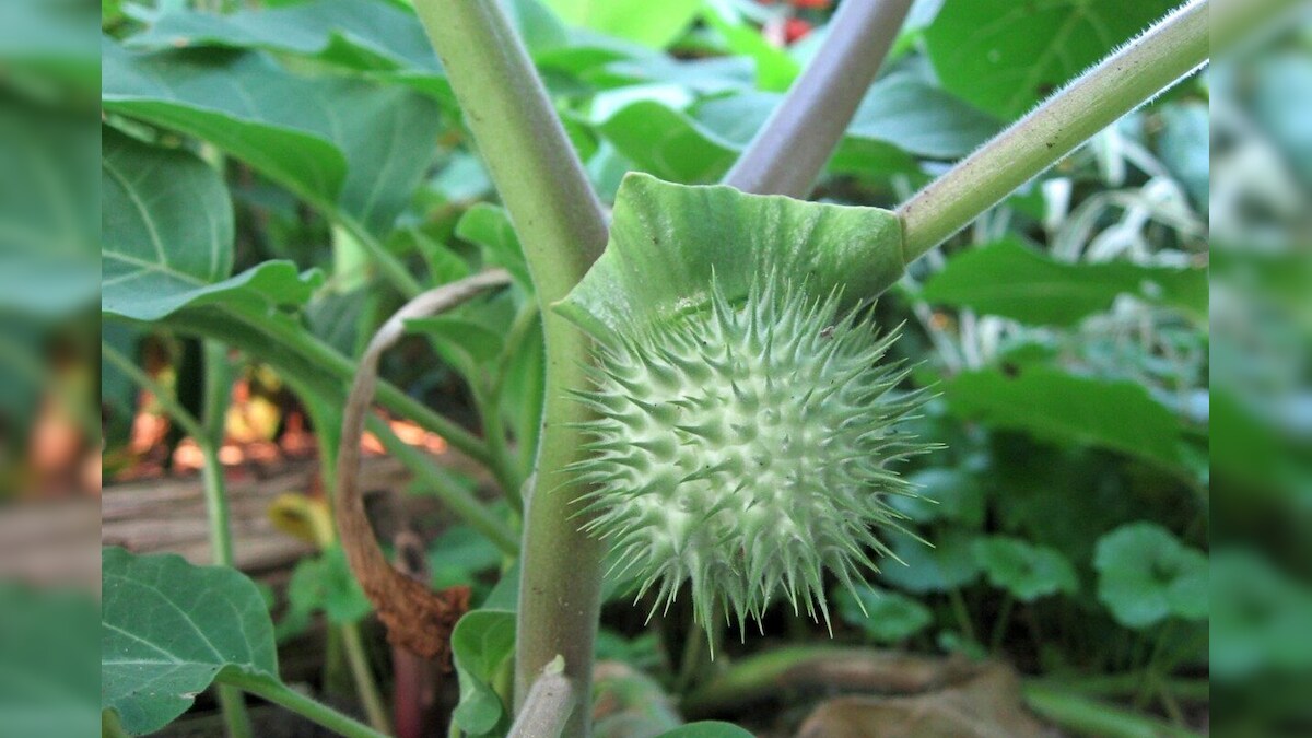 ఆ ప్రాణాంతక వ్యాధికి ఈ మొక్కే సరైన మందు| health benefits of dhatura ...