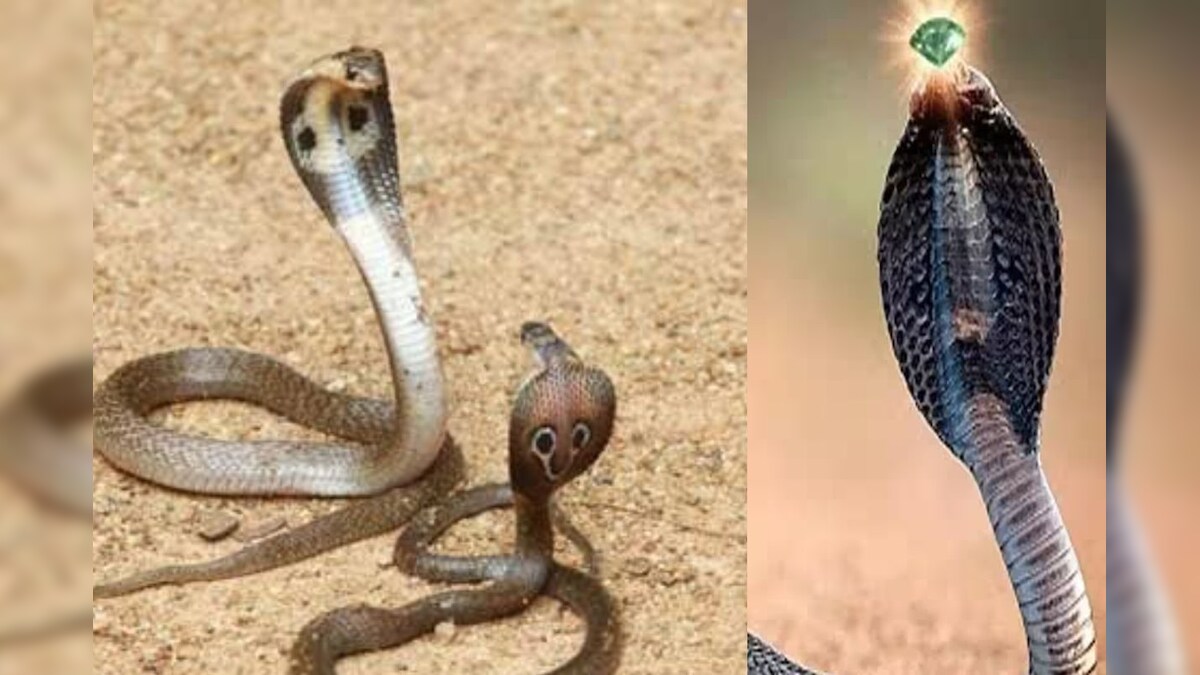 Naga Mani: పాము తలలో నిజంగా నాగమణి ఉంటుందా? దిమ్మతిరిగే నిజాలు | do ...