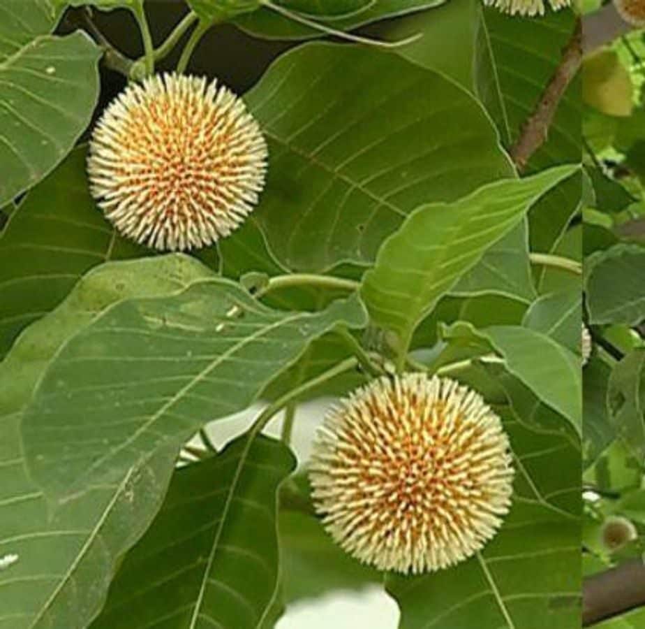 Kadamba Flower: ఈ పువ్వు మీ బీరువాలో ఉంటే.. అప్పుల బాధ ఉండదు.. డబ్బే ...