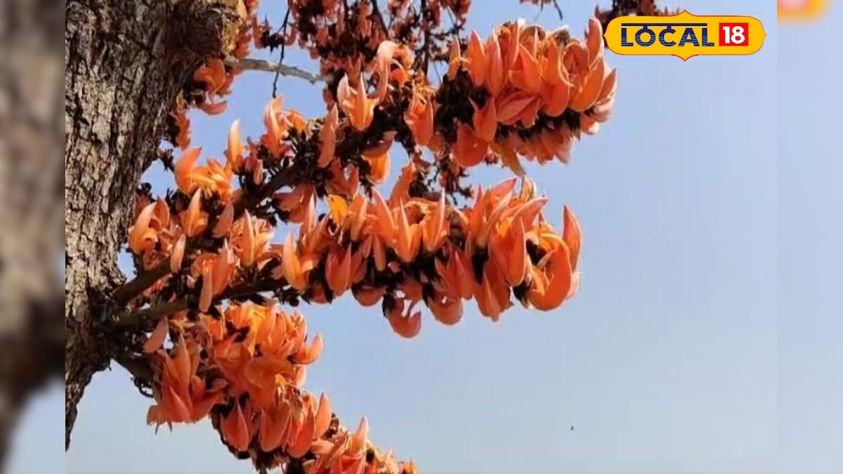 ఎక్కడ చూసినా మోదుగ పూల అందాలే.. మీరు ఓ లుక్కేయండి.. Everywhere you look ...