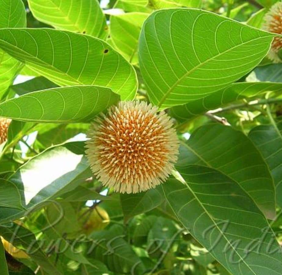 Kadamba Flower: ఈ పువ్వు మీ బీరువాలో ఉంటే.. అప్పుల బాధ ఉండదు.. డబ్బే ...