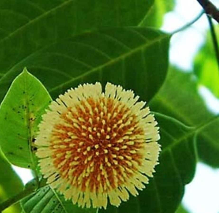 Kadamba Flower: ఈ పువ్వు మీ బీరువాలో ఉంటే.. అప్పుల బాధ ఉండదు.. డబ్బే ...