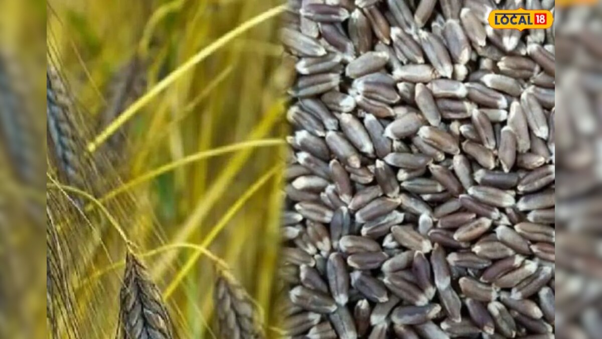 నల్లగోదుమలతో రొట్టెలు చేసుకొని తింటే .. ఆ విషయంలో మీకు ఢోకా ఉండదంతే ...