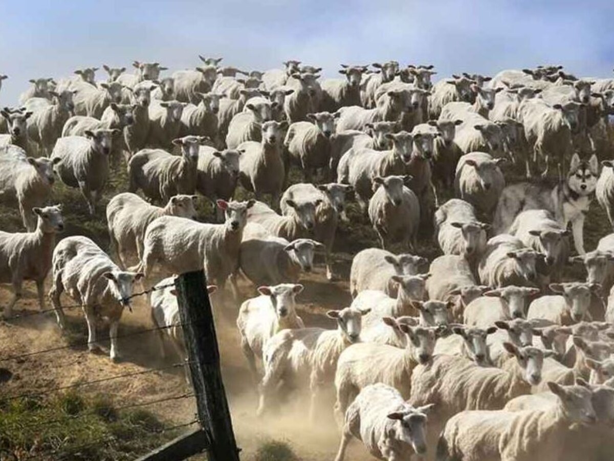 Viral Puzzle: ఈ గొర్రెల మధ్య ఒక కుక్క ఉంది.. ఎక్కడ ఉందో కనిపెట్టగలరా ...