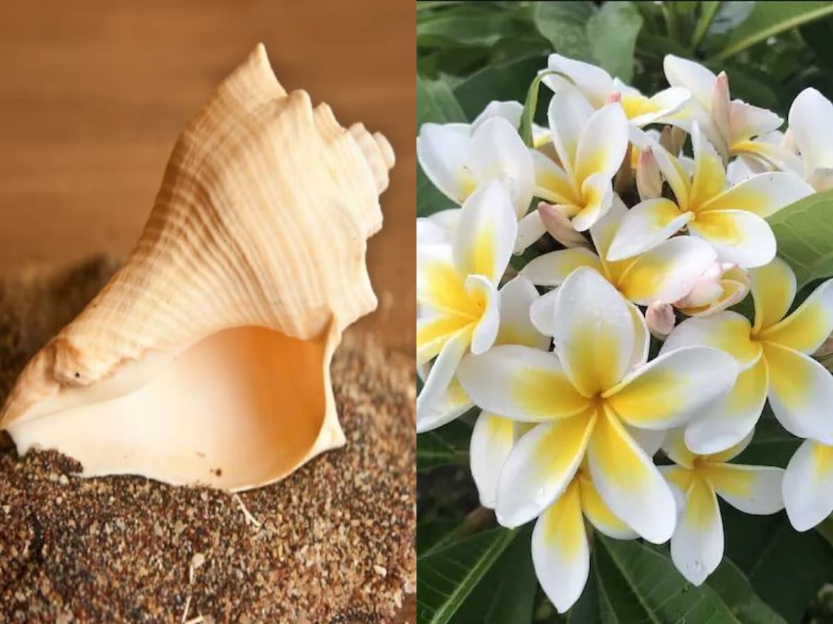 Mahashivratri: శివపూజకు మొగలి పువ్వు, శంఖం ఎందుకు పనికిరావు..? - Maha ...