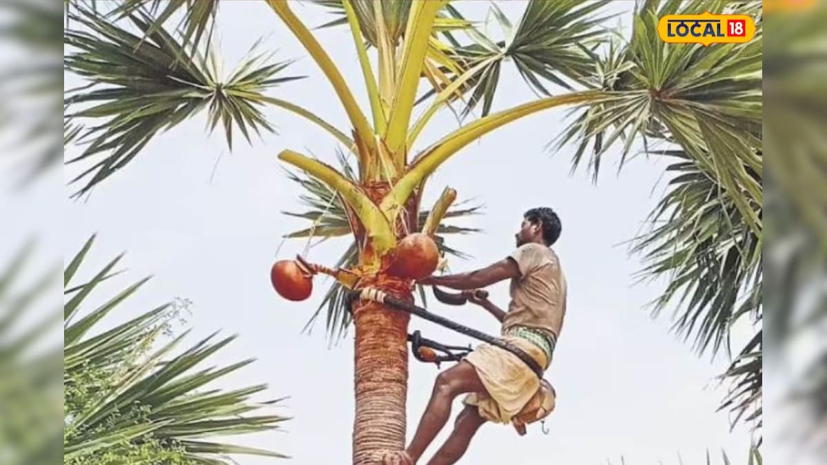 తాటి చెట్టు ఎక్కిన అనుభవం లేదా.. చింతించకండి.. ఇలా ఎక్కేయండి.. Where ...