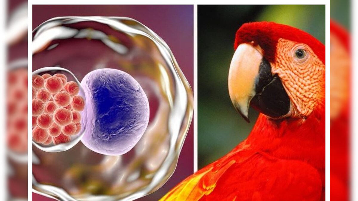 Parrot Fever : యూరప్ దేశాలను వణికిస్తున్న ప్యారెట్ ఫీవర్.. ఇప్పటి వరకూ ...