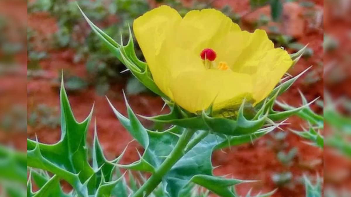 ఆరోగ్యానికి సంజీవని: షుగర్,క్యాన్సర్,ఎయిడ్స్‌ ను కూడా నివారించే శక్తి ఈ ...