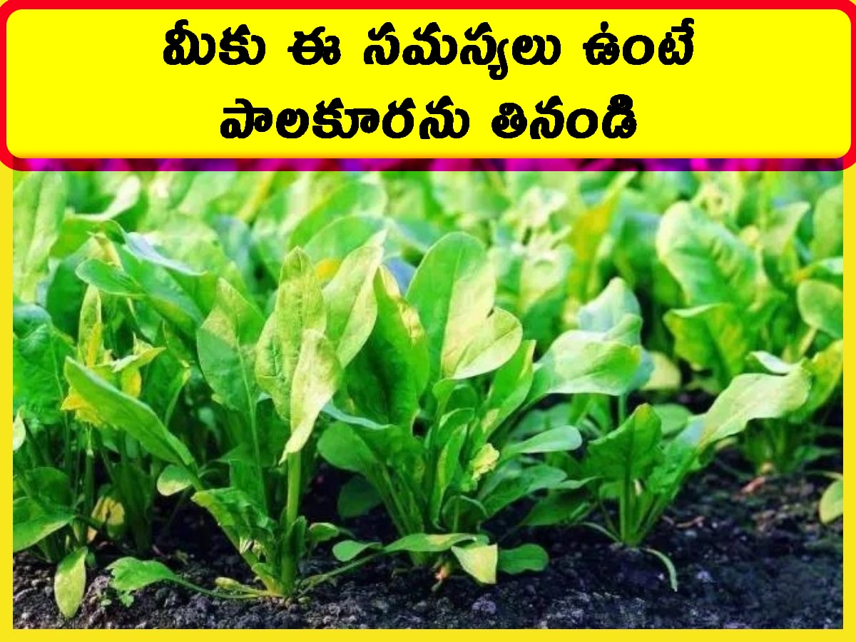 ఈ ఆకుకూర చాలు.. 5 తీవ్ర వ్యాధులకు చెక్.. లక్షలు ఆదా, ఎంతో ఆరోగ్యం ...