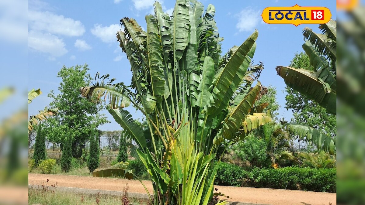 There are more than 30 species of trees in this park of Gaya, you will ...
