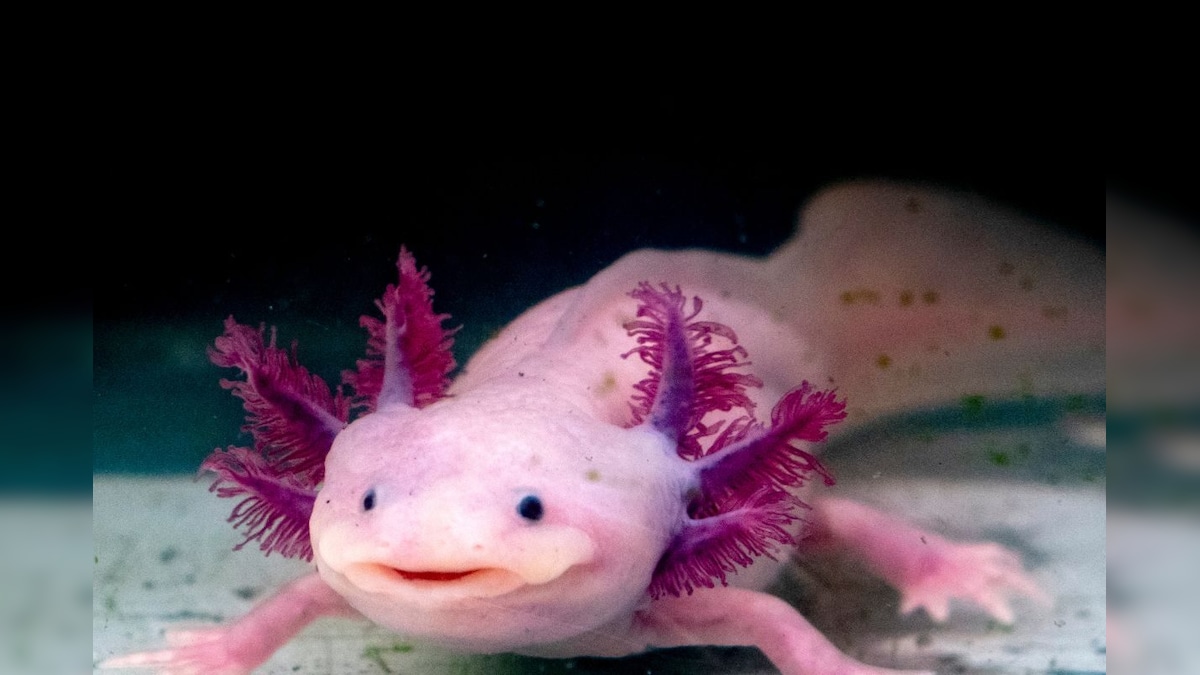 Axolotls: ఇది ప్రపంచంలోనే అత్యంత వింత జీవి.. దీని స్పెషాలిటీ తెలిస్తే ...