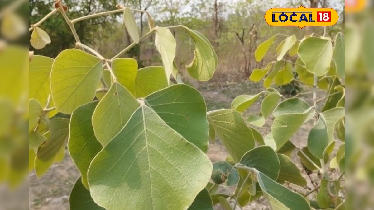 ఈ చెట్టు చేసే మంచి అపరిమితం.. ఇంతకు ఏంటా చెట్టు తెలుసుకుందామా.. Moduga ...