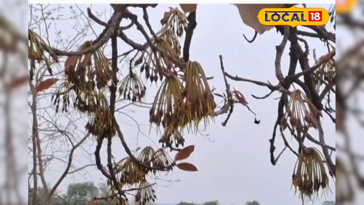 ఆదివాసిలకు ఈ చెట్టు లేనిదే పూట గడవదు.. ఈ చెట్టు తో లక్షలు ...