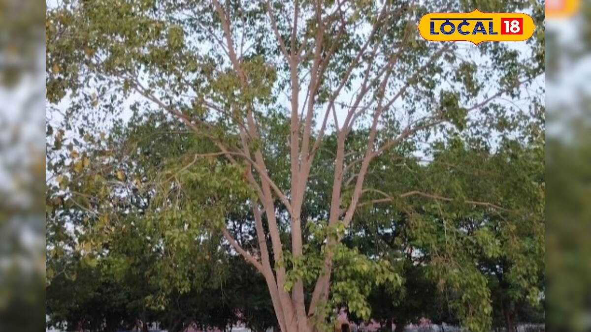 సమ్మర్ లో ఈ చెట్లు ఎందుకు పచ్చగా ఉంటాయి.. కారణం తెలుసుకోండి..Why these ...