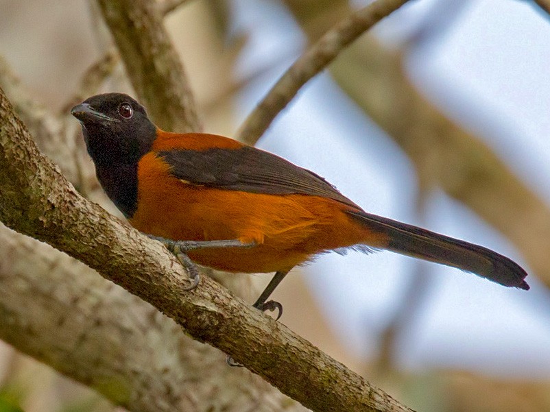 Hooded Pitohui: ఈ పక్షి నాగుపాముకన్నా ప్రమాదకరమైనది.. ముట్టుకుంటే ...