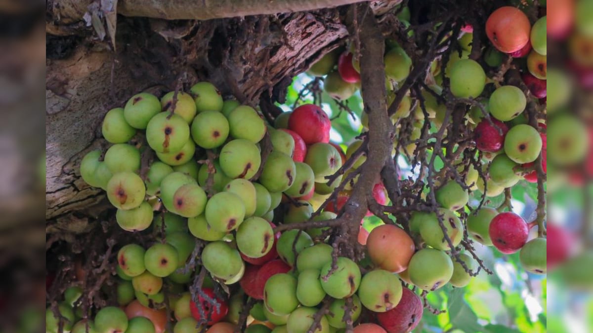 పైల్స్ తో బాధపడుతున్నారా.. ఈ పండు ఆ సమస్యకు సరైన మందు| cluster fig ...