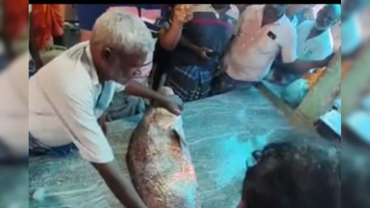 ఒక్క చేప ధర రూ.2 లక్షలా? ఎందుకు? అది ఎలాంటి చేప? | rare and expensive ...