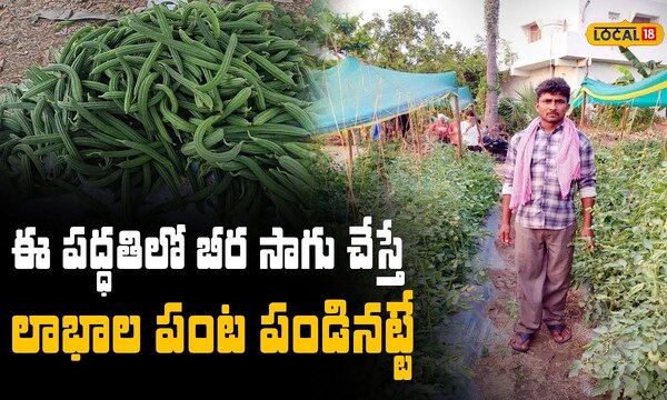 ఈ పద్ధతిలో బీర సాగు చేస్తే.. లాభాల పంట పండినట్టే