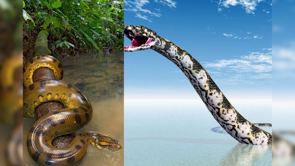 Largest Snake: అనకొండ vs టైటానోబోవా.. ప్రపంచంలో అతి పెద్ద పాము ఏది ...