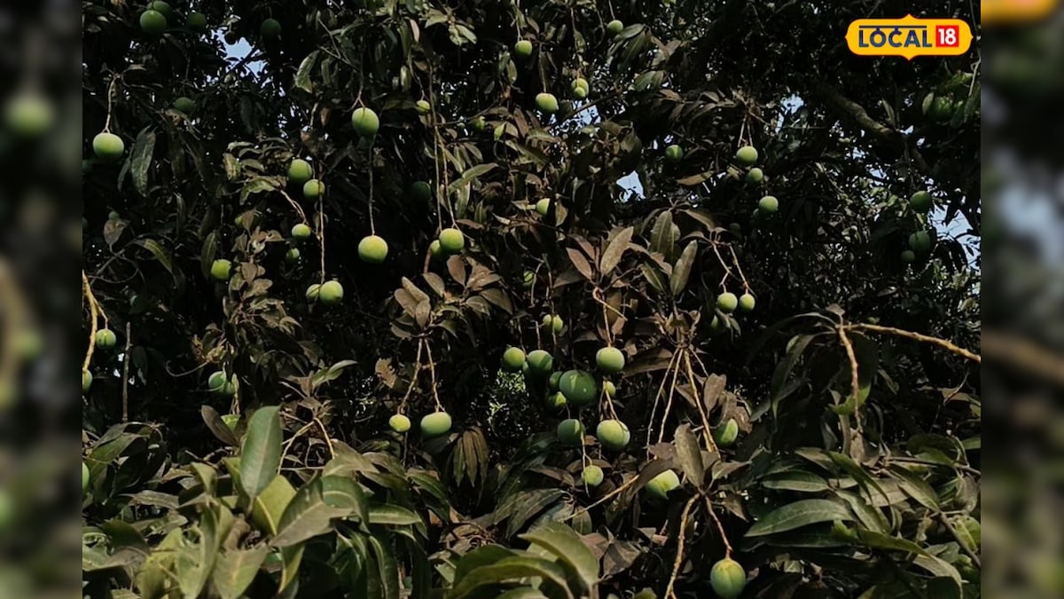 కాకినాడలో భలే మామిడి చెట్టు .. ఈ చెట్టుకు ఆకుల కన్నా కాయలు ఎక్కువ ...