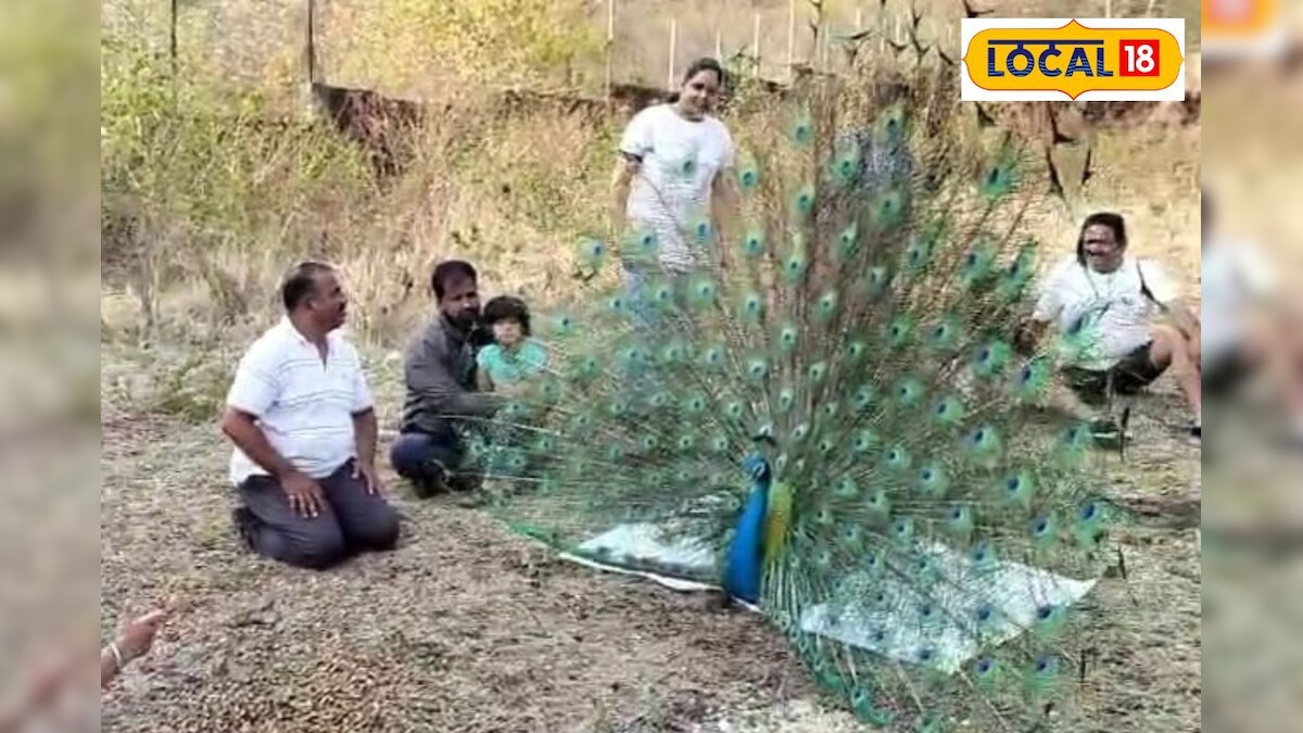 Peacock: ఈ నెమలి చాలా ఢిఫరెంట్..మనుషులకు అలవాటు పడింది | peacock gets ...