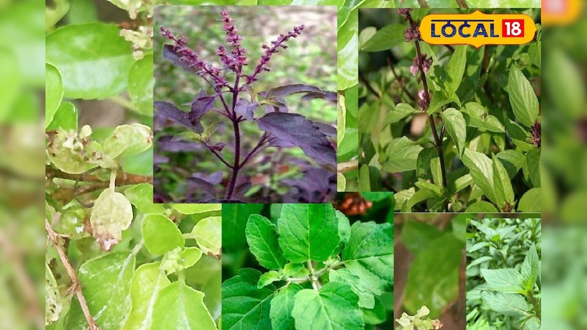 Tulsi gach different types beneficial-properties. తులసిలో ఈ ఐదు రకాల ...